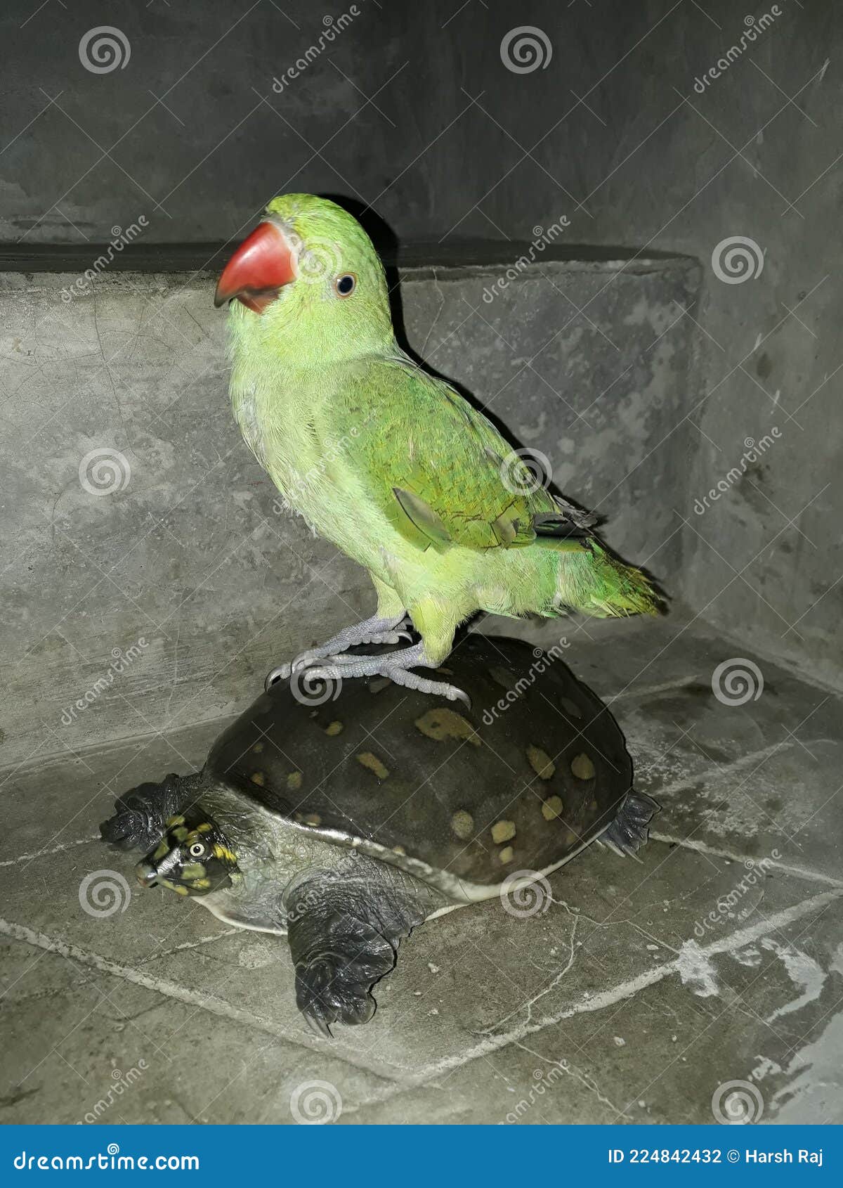 Parrot sit on Turtle stock photo. Image of beak, macaw - 224842432