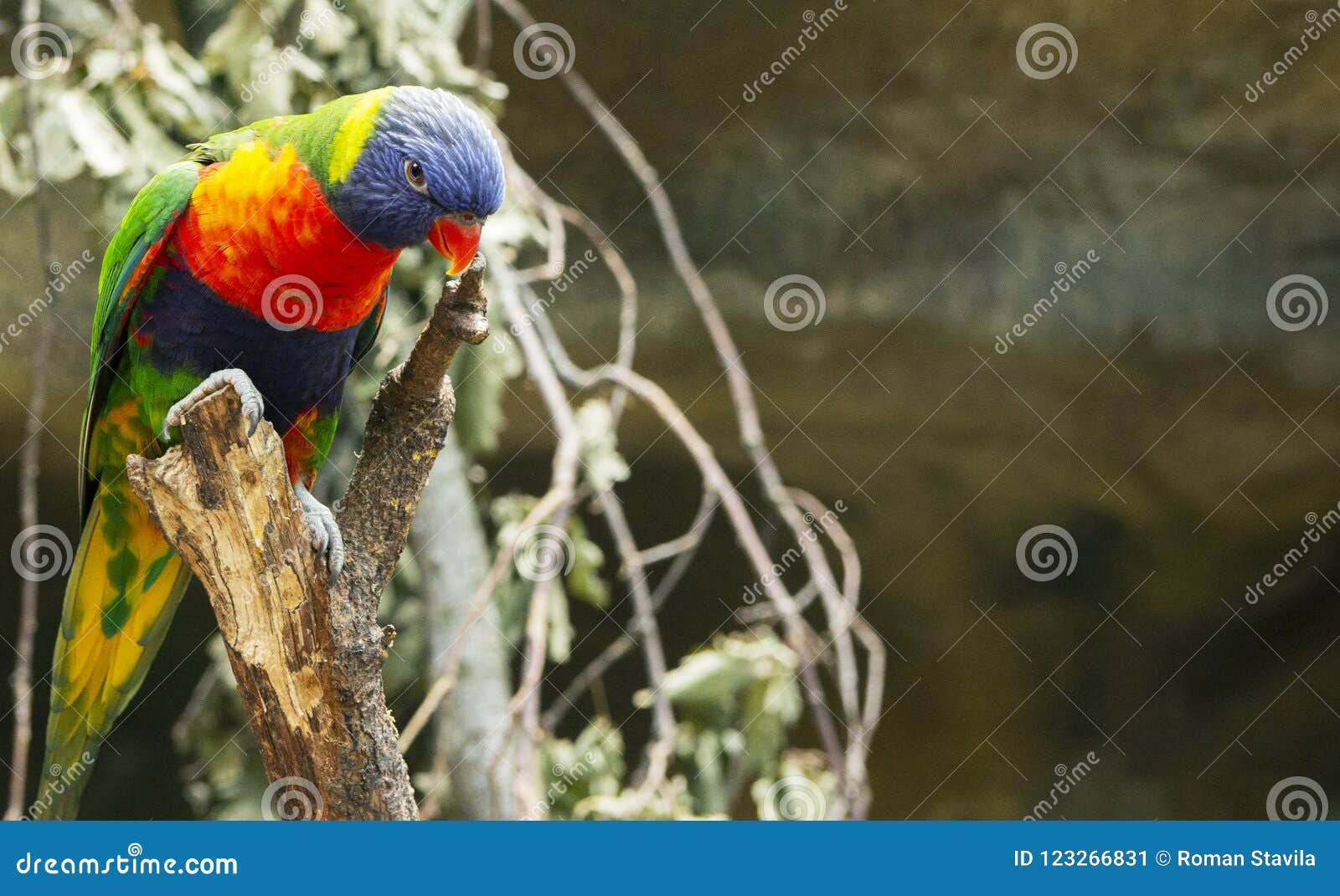 The Parrot Sits on a Branch. Stock Image - Image of fauna, multicolor ...