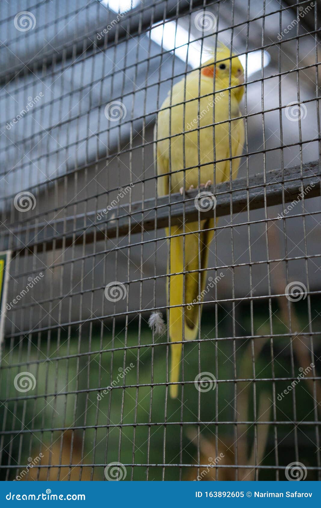 A Parrot Sits in a Cage at the Zoo Stock Image - Image of feather ...