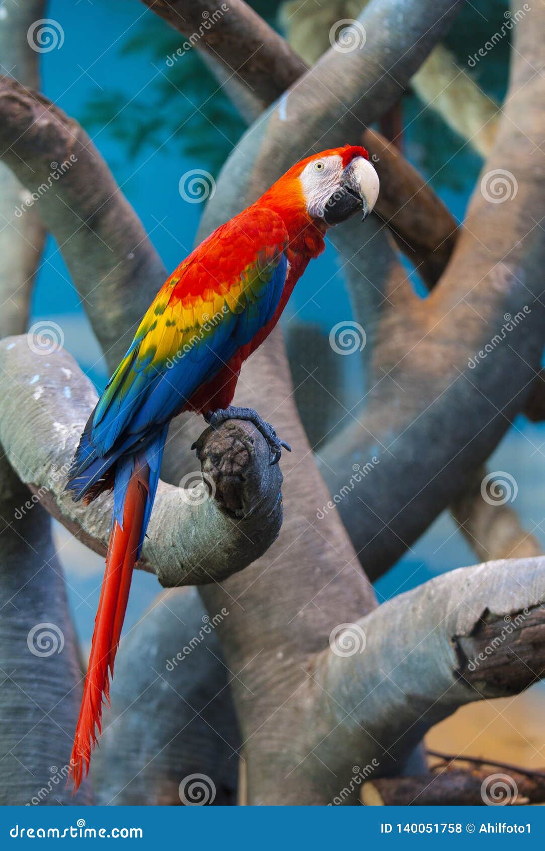 The Parrot is Sitting on a Branch. Stock Photo - Image of bird, wing ...