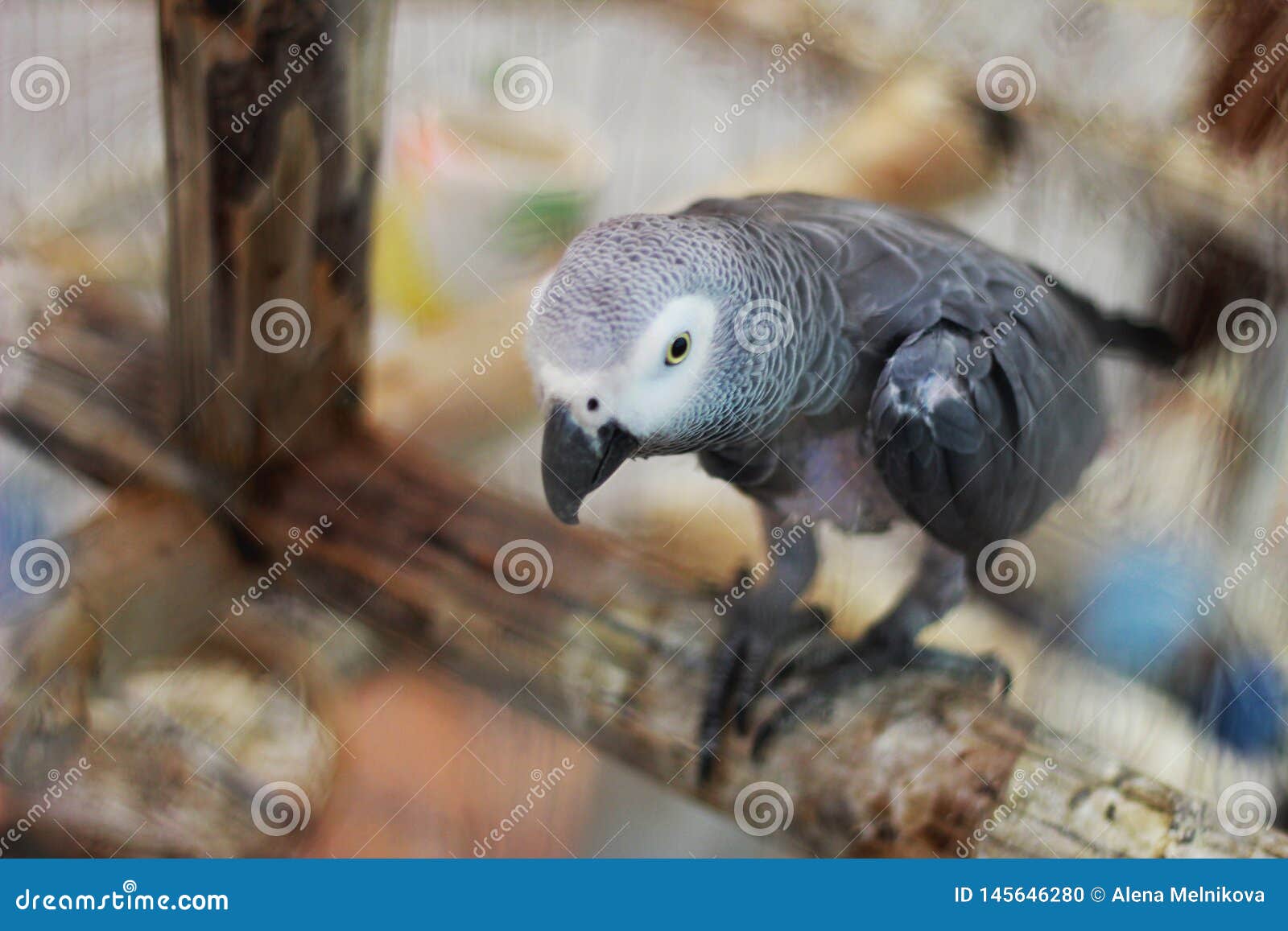 Parrot sitting on a branch stock photo. Image of feathers - 145646280