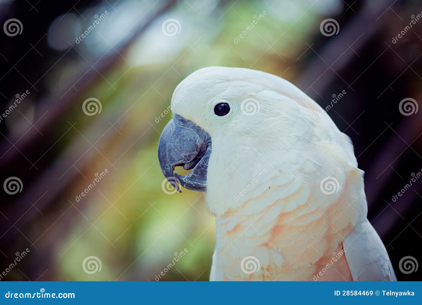 Parrot sitting on branch stock image. Image of color - 28584469