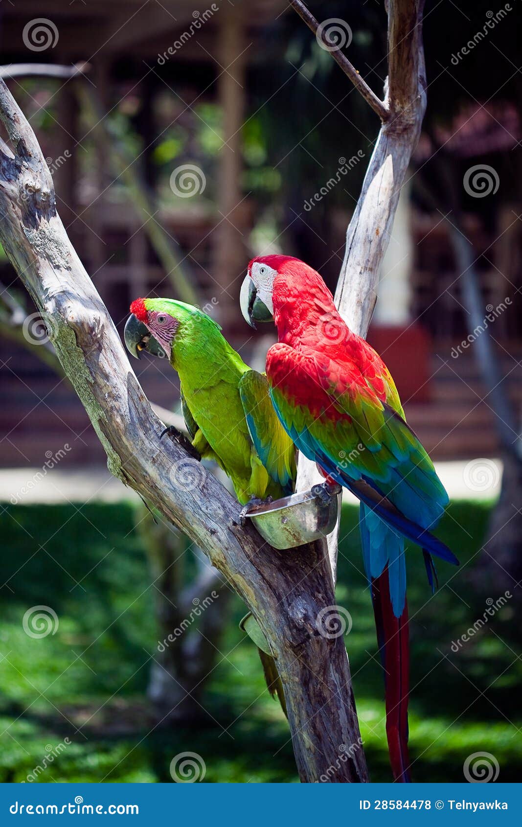 Parrot sitting on branch stock photo. Image of indoor - 28584478