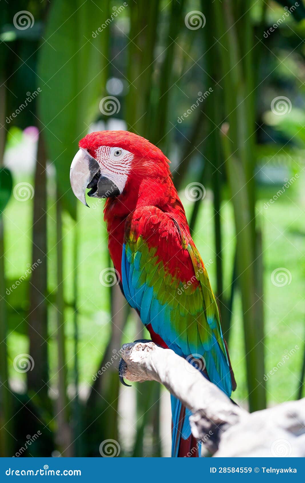 Parrot sitting on branch stock image. Image of avian - 28584559