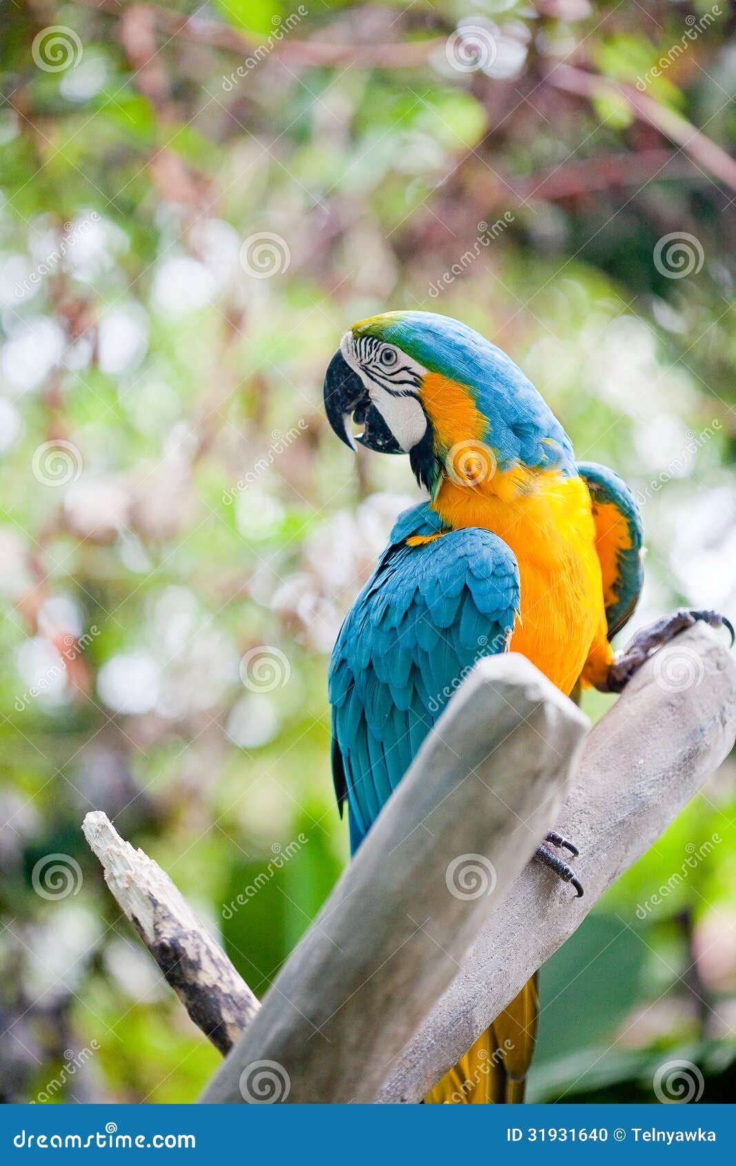 Parrot sitting on branch stock photo. Image of animal - 31931640