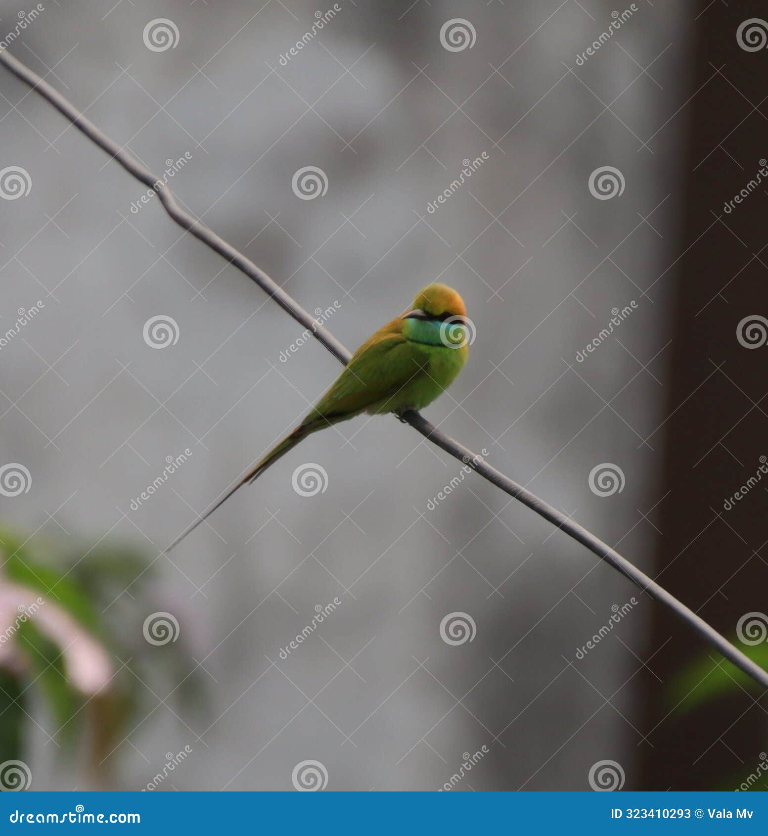 Parrot Sitting on the Cable and Sky Blue White Clouds Stock Image ...