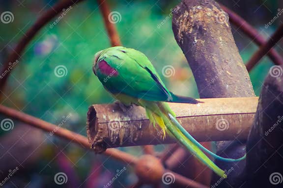 The Parrot is Sitting with Its Back. Parrot Back Closeup Stock Photo ...