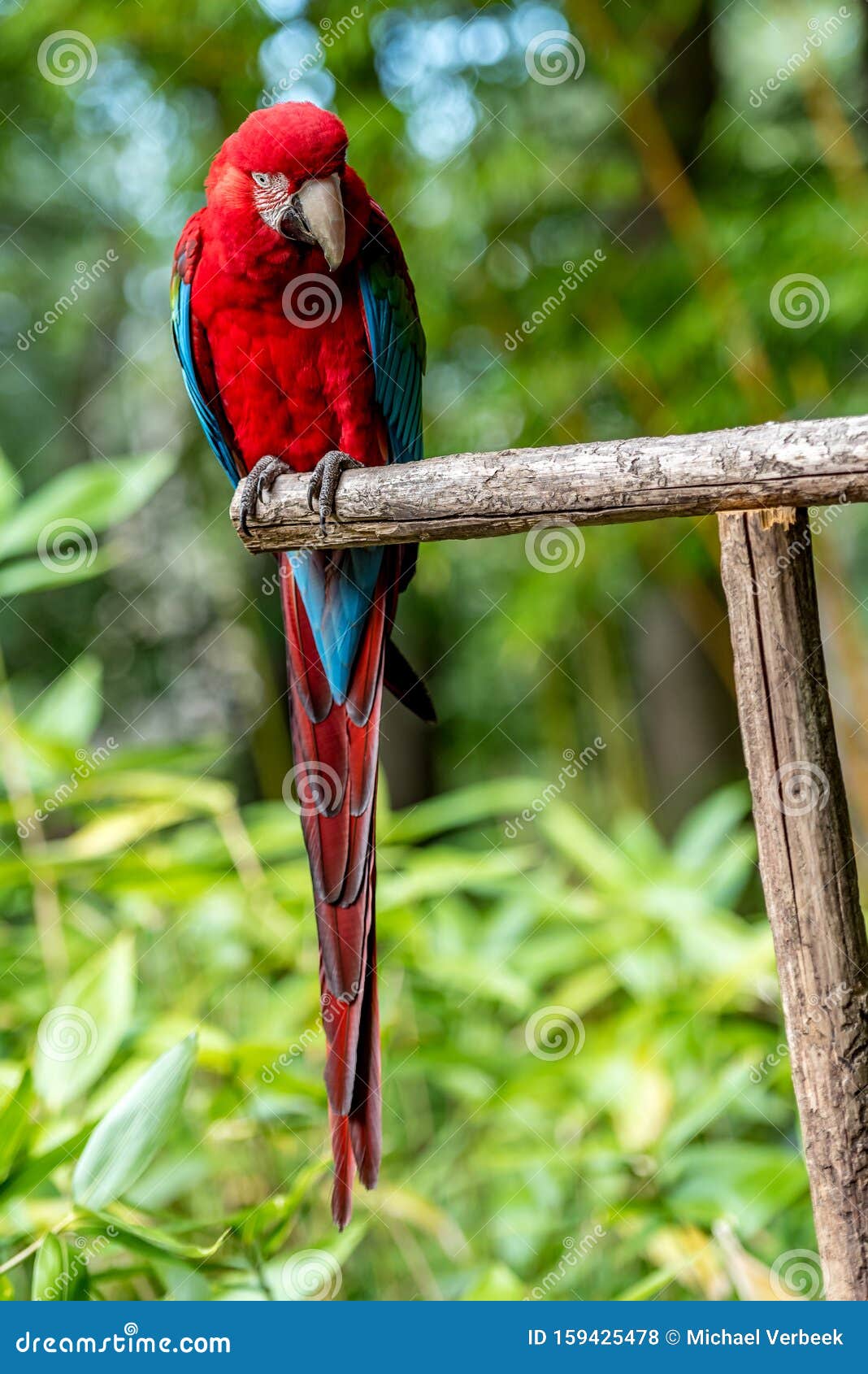 Parrot is Sitting with Its Head Down Looking at the Ground Stock Photo ...