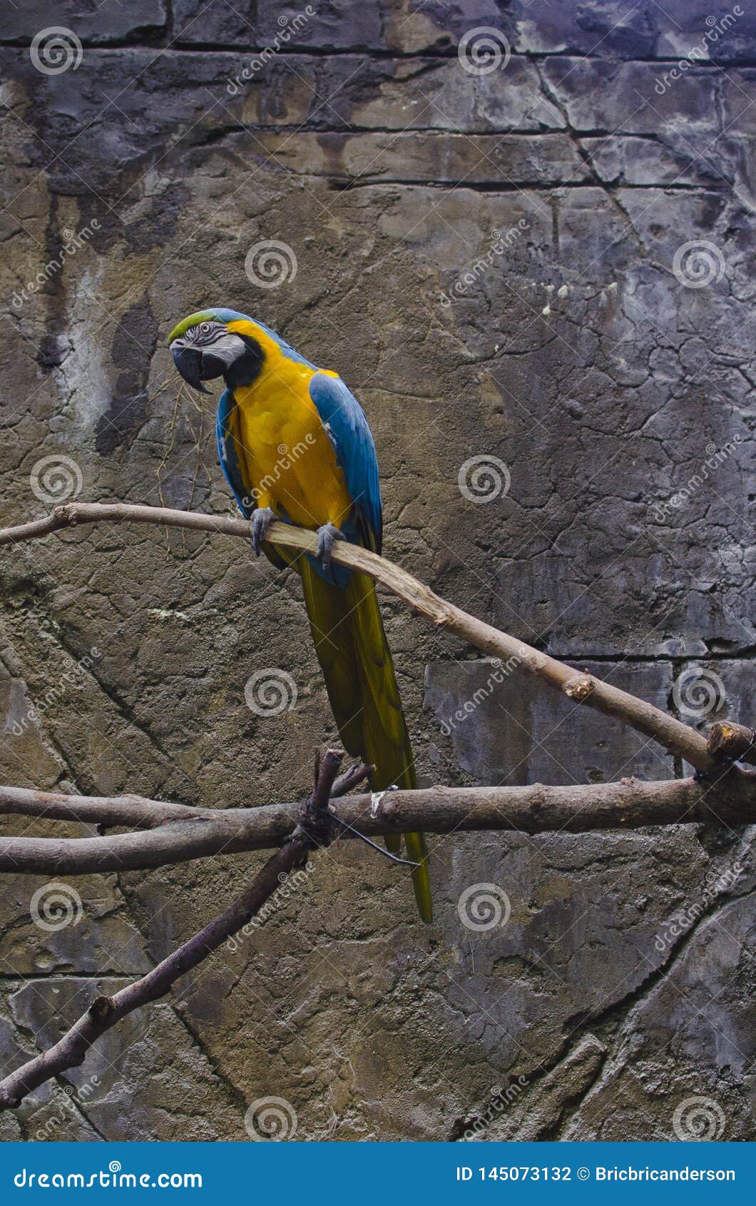 A Parrot Sitting in the Jungle Trees on the Branches Stock Photo ...