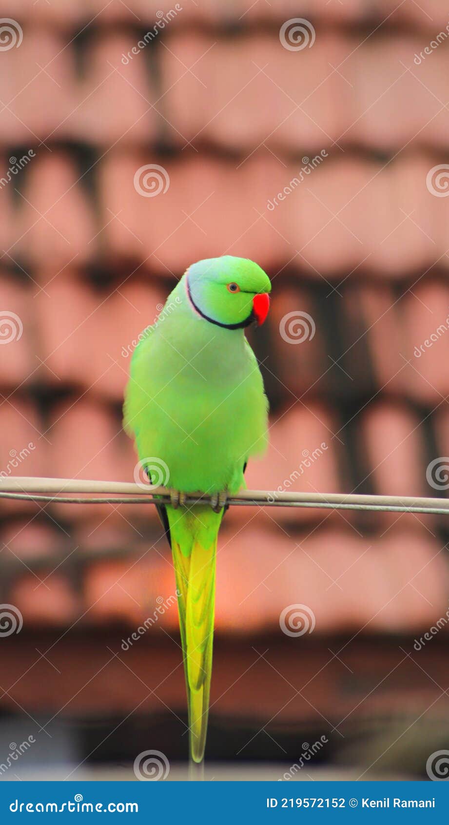 Parrot sitting peacefully. stock photo. Image of peacefully - 219572152
