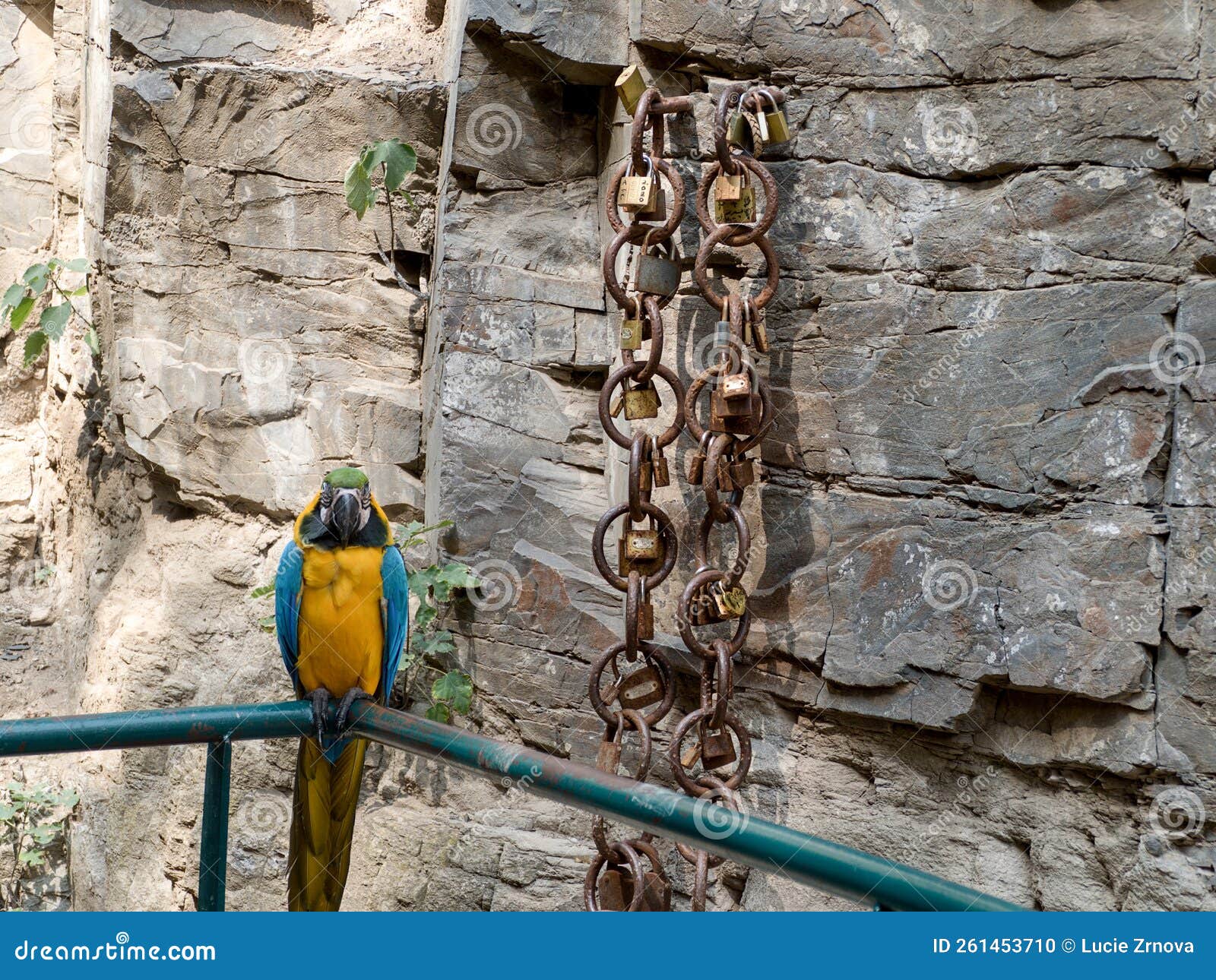 Parrot Sitting on a Railing Stock Photo - Image of america, bird: 261453710