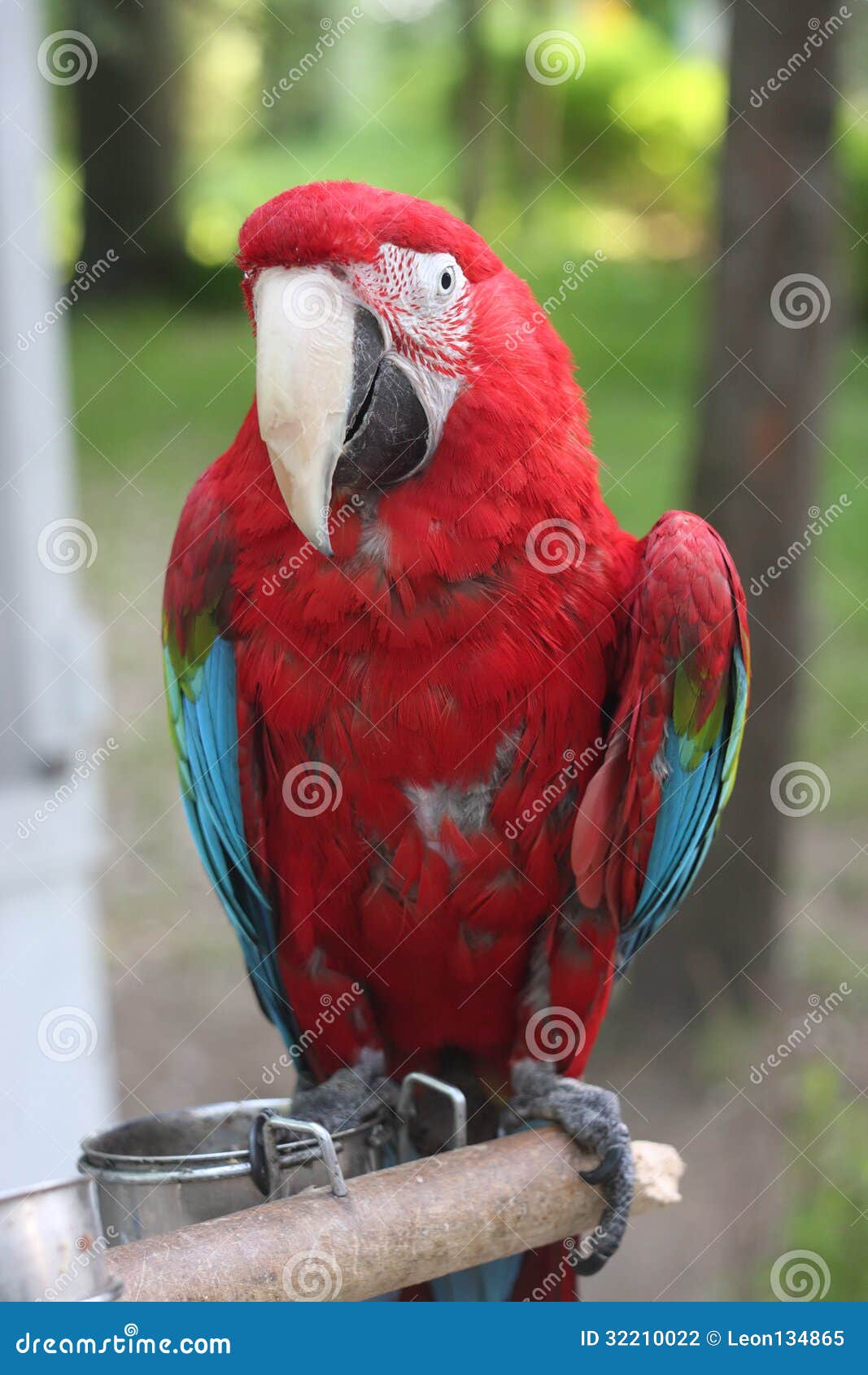 Parrot stock photo. Image of parrot, blue, colourful - 32210022