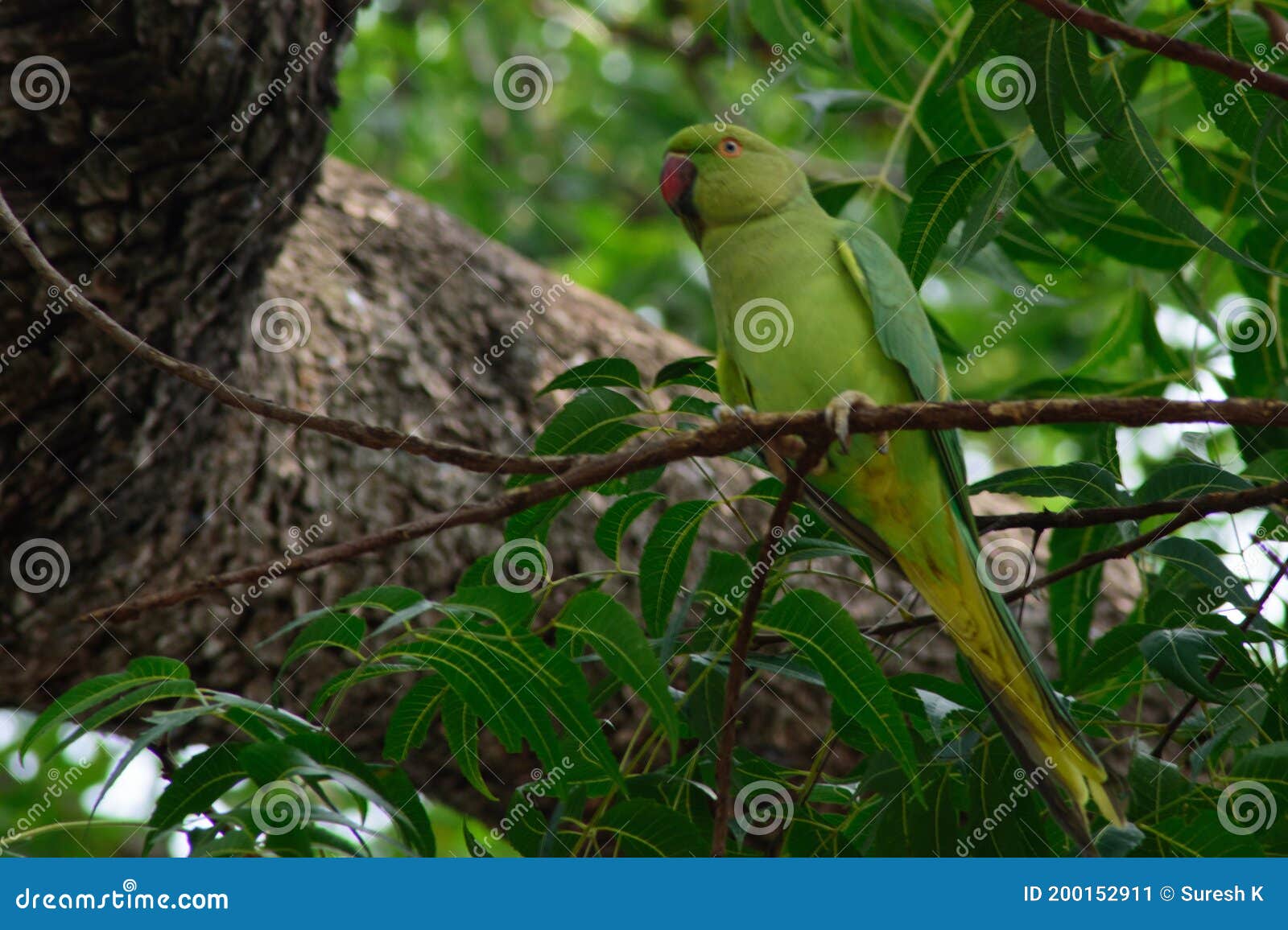 Parrot sitting on the tree stock image. Image of nature - 200152911