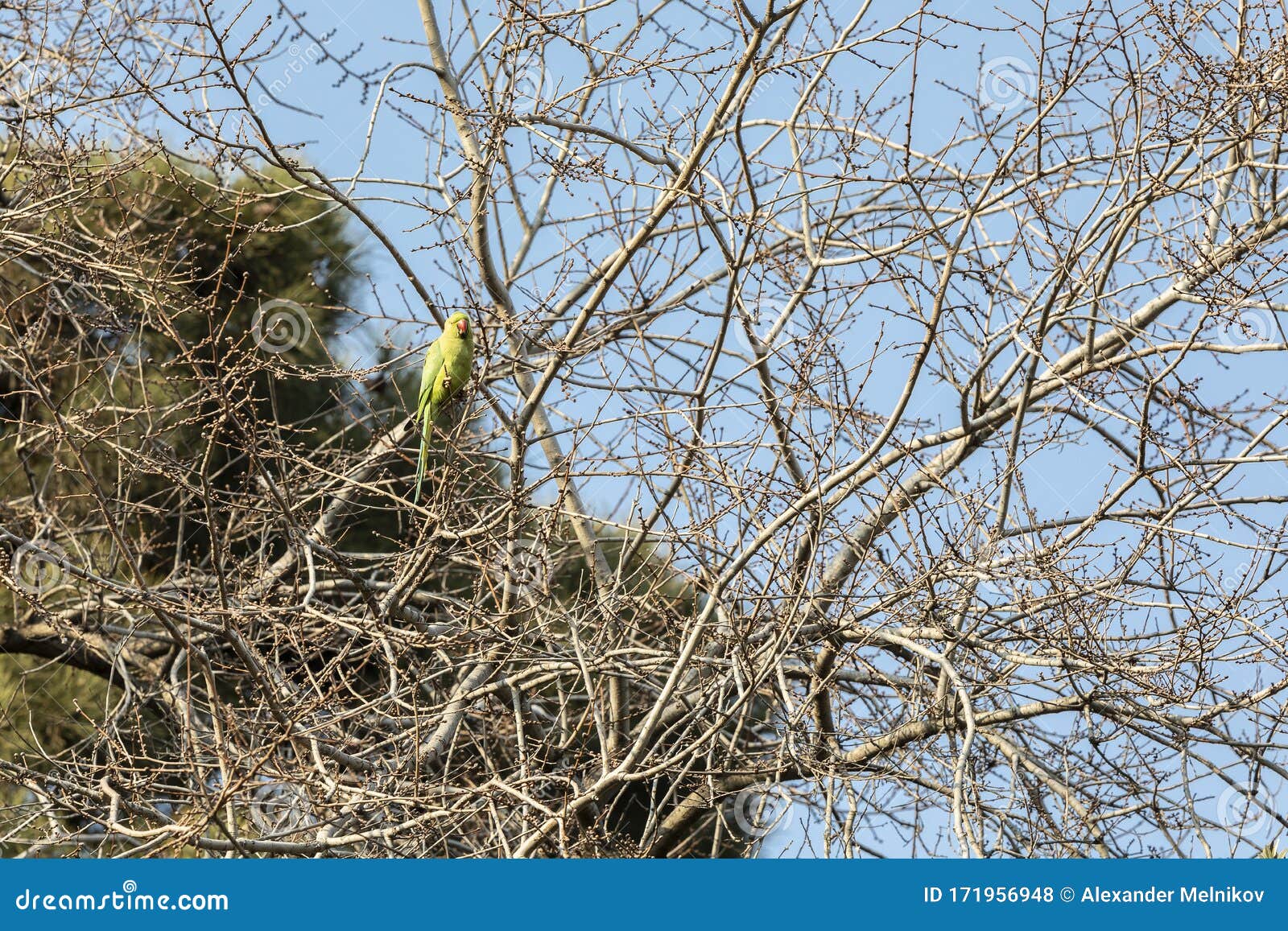 Parrot Sitting on a Tree in a City Park Stock Photo - Image of texture ...