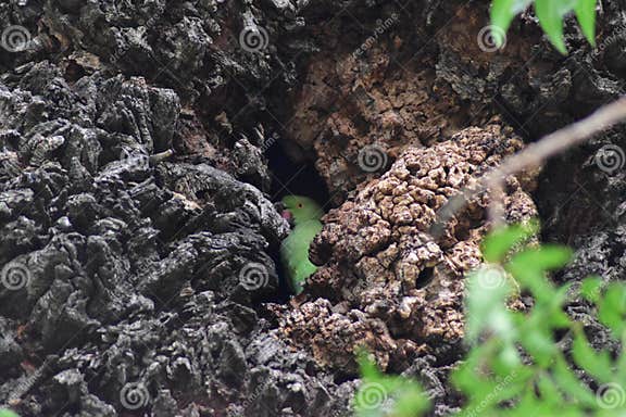 Parrot Sitting on the Tree House Stock Image - Image of parrot, plant ...