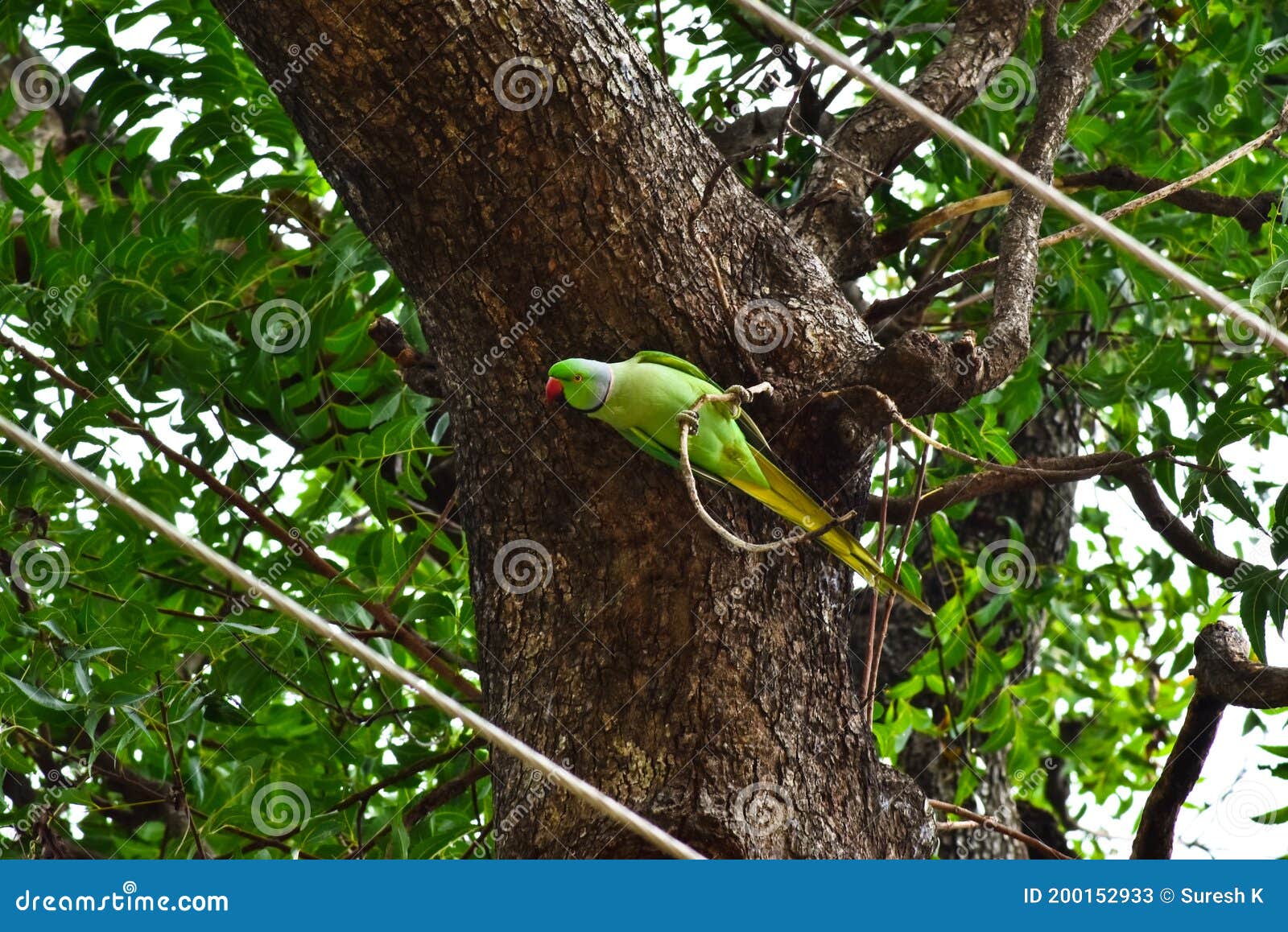 Parrot sitting on the tree stock image. Image of sitting - 200152933