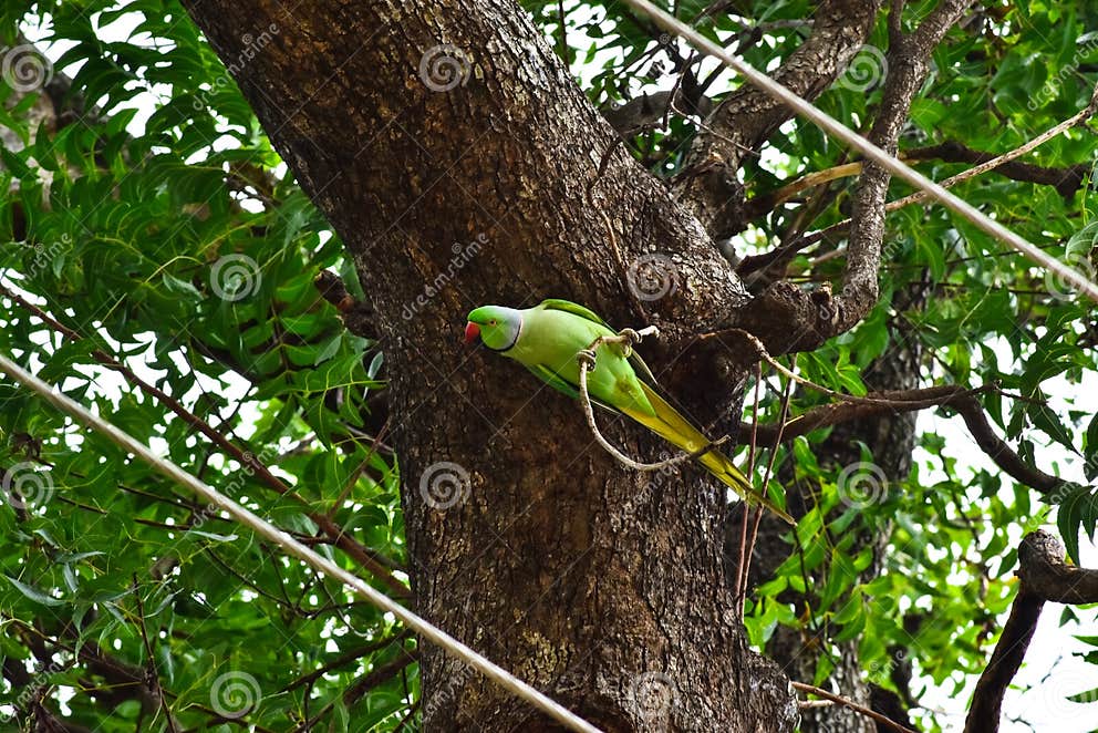 Parrot sitting on the tree stock image. Image of sitting - 200152933