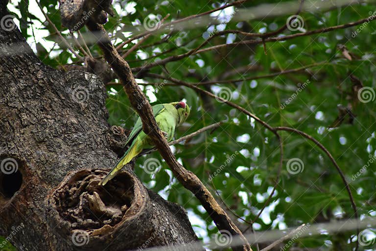 Parrot sitting on the tree stock image. Image of woodland - 200274637