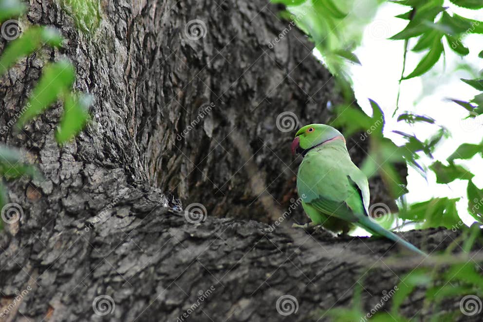 Parrot sitting on the tree stock image. Image of flower - 200275081