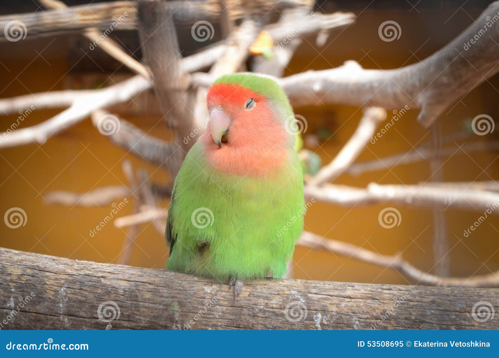 Parrot stock image. Image of crest, feathers, sleep, colored - 53508695