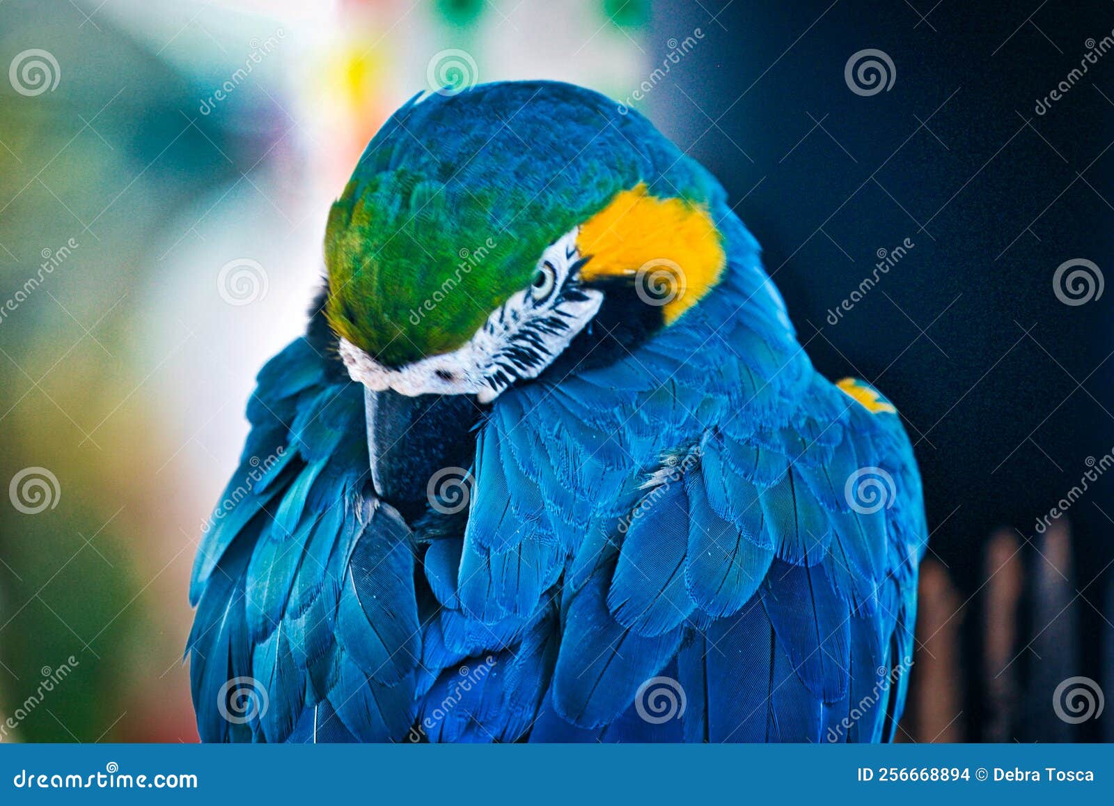 Parrot sleeping colorful stock photo. Image of yellow - 256668894
