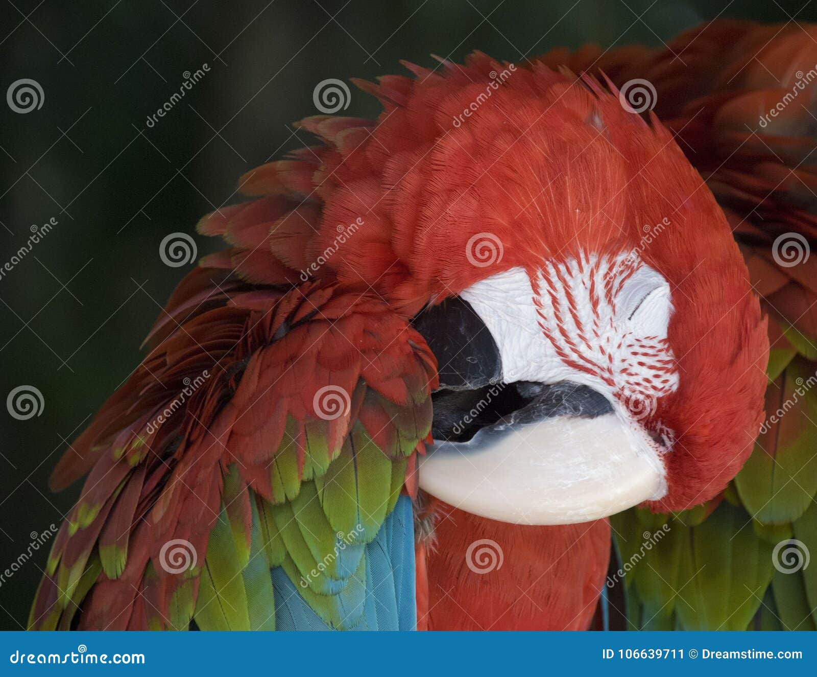 Parrot sleeping stock image. Image of squirrel, wood - 106639711