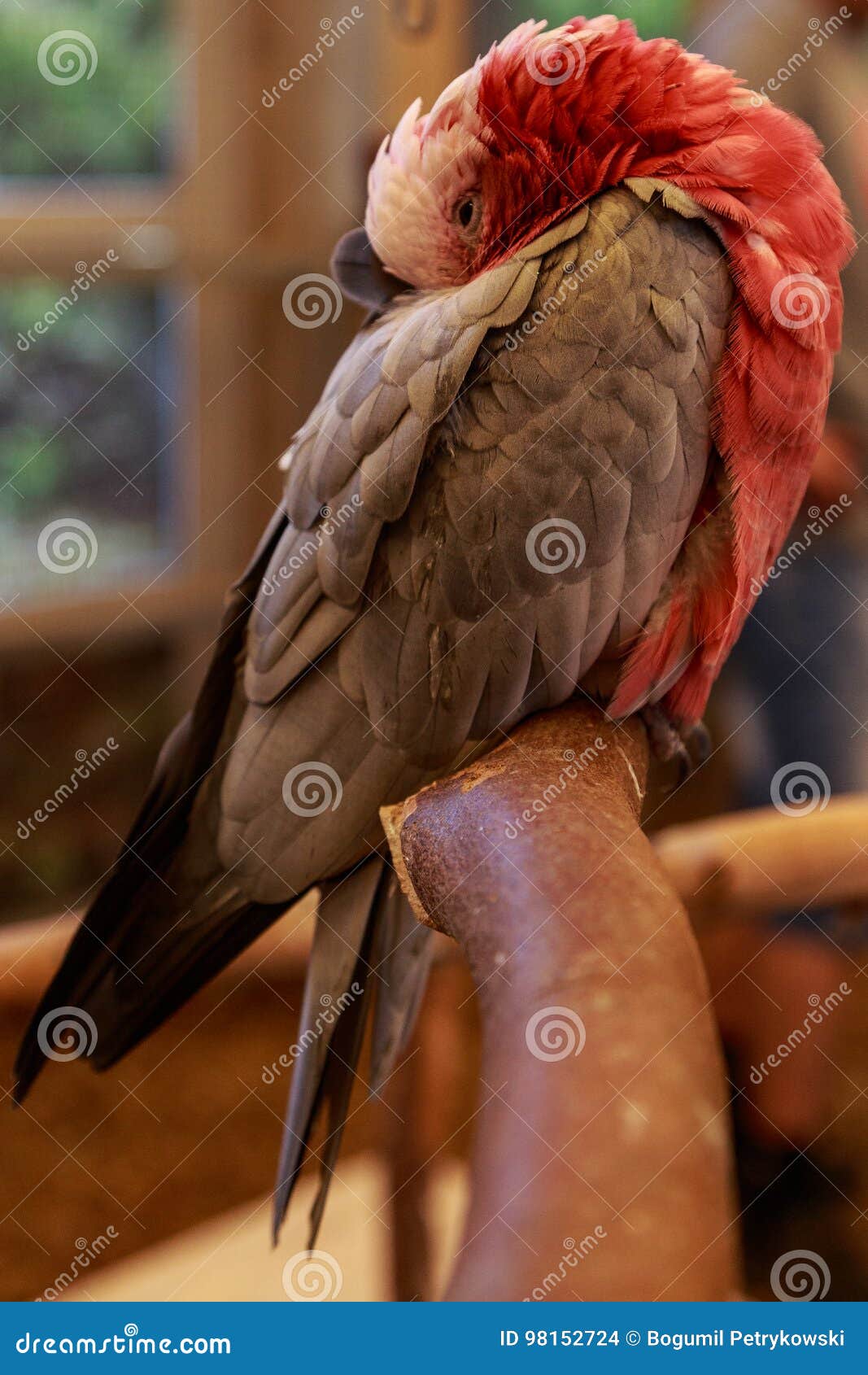 Parrot Small Cute Bird Sleeping Stock Photo - Image of small, bird ...