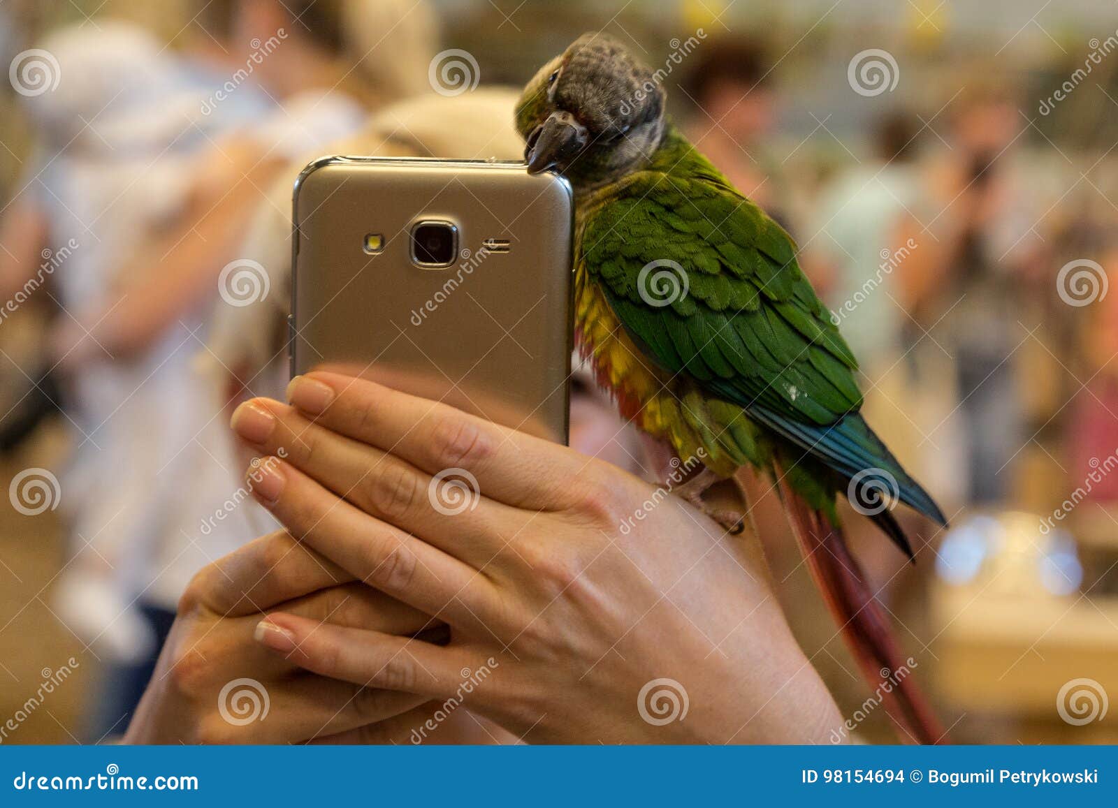 Parrot Small Bird on the Phone Stock Photo - Image of color, popinjay ...