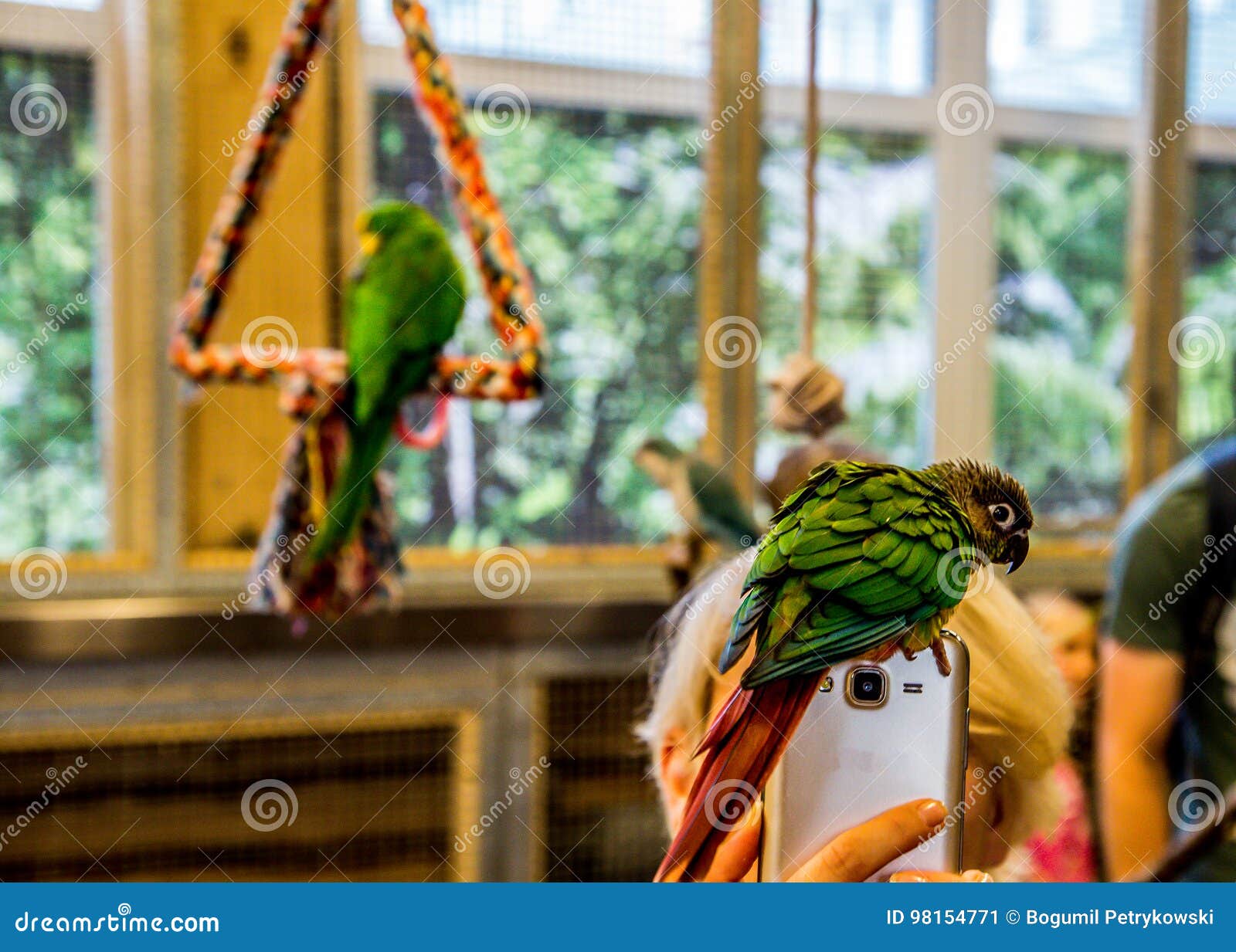 Parrot Small Bird on the Phone Stock Image - Image of phone, feathers ...