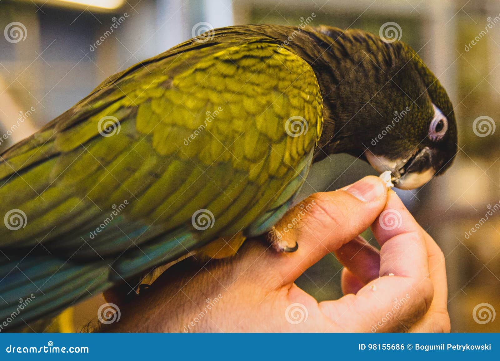 Parrot Small Bird on the Phone Stock Photo - Image of birds, exotic ...