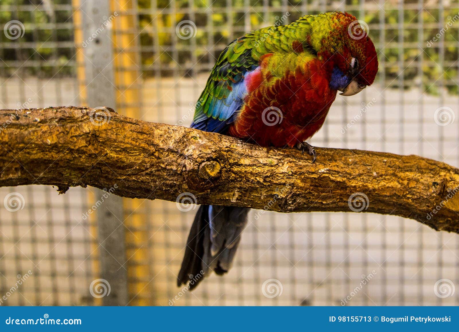 Parrot Small Cute Bird Sleeping Stock Image - Image of popinjay ...