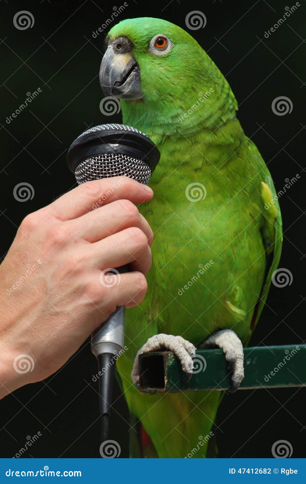 Parrot stock photo. Image of animal, learn, green, speak - 47412682