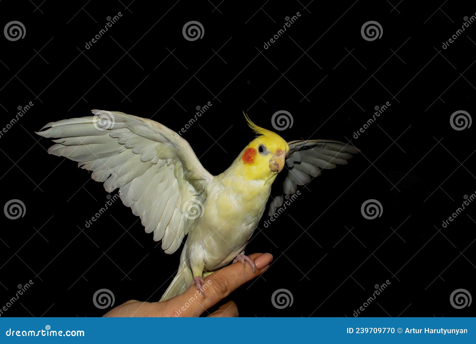 The Parrot Spread Its Wings. Corella Parrot Sits on the Hand Stock ...