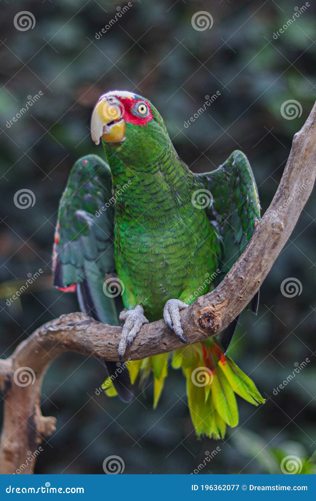 Parrot Spreading Its Wings on a Tree Branch Stock Image - Image of nice ...