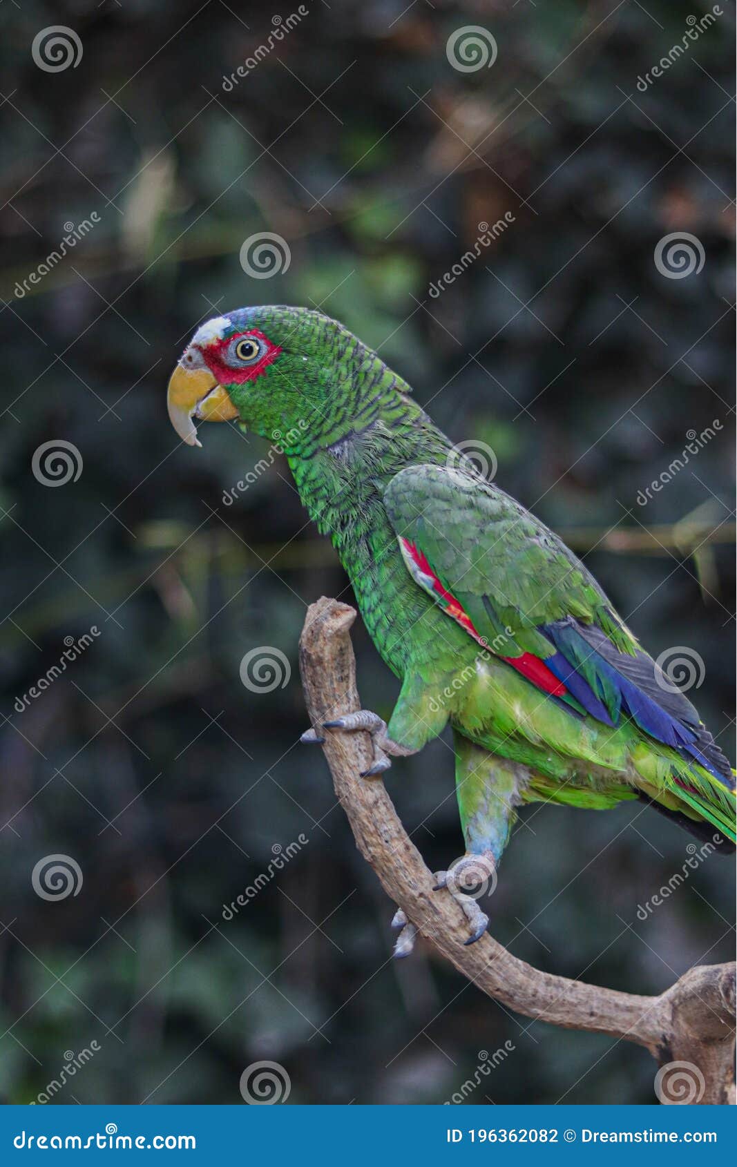 Parrot Standing on Branch, Looking at the Camera Stock Photo - Image of ...
