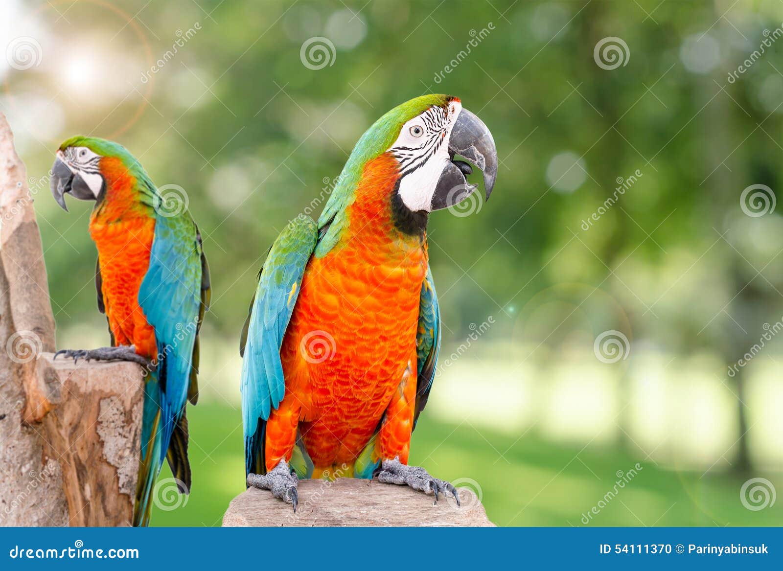 Parrot Standing on Dry Tree Stock Photo - Image of animal, climate ...