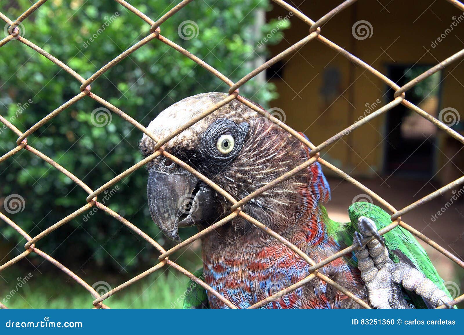 Parrot stare stock photo. Image of cute, grid, tropical - 83251360