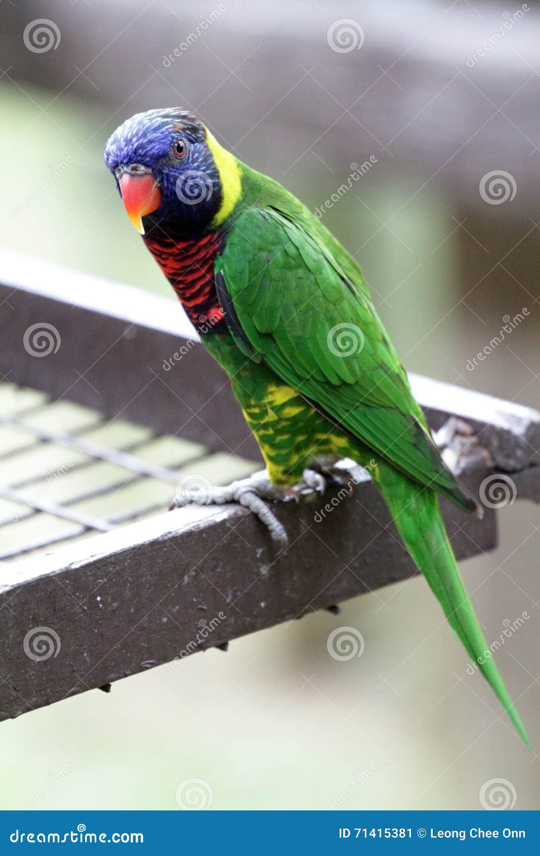 Parrot stock image. Image of beak, animal, portrait, wing - 71415381