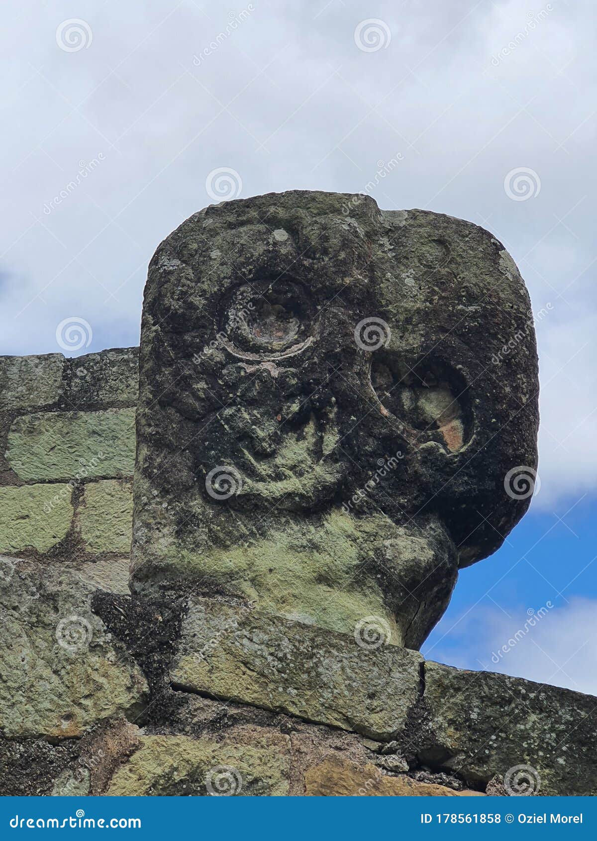 Parrot stone head stock photo. Image of tree, green - 178561858