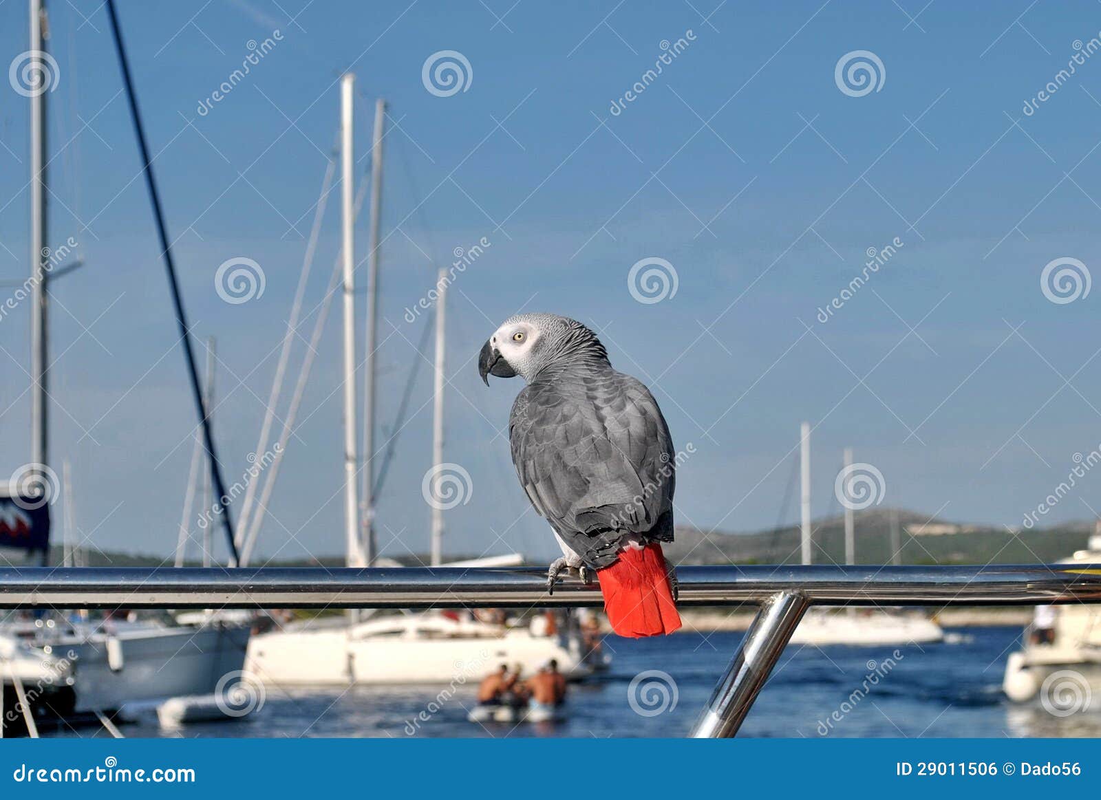 Parrot on summer vacation stock photo. Image of summer - 29011506