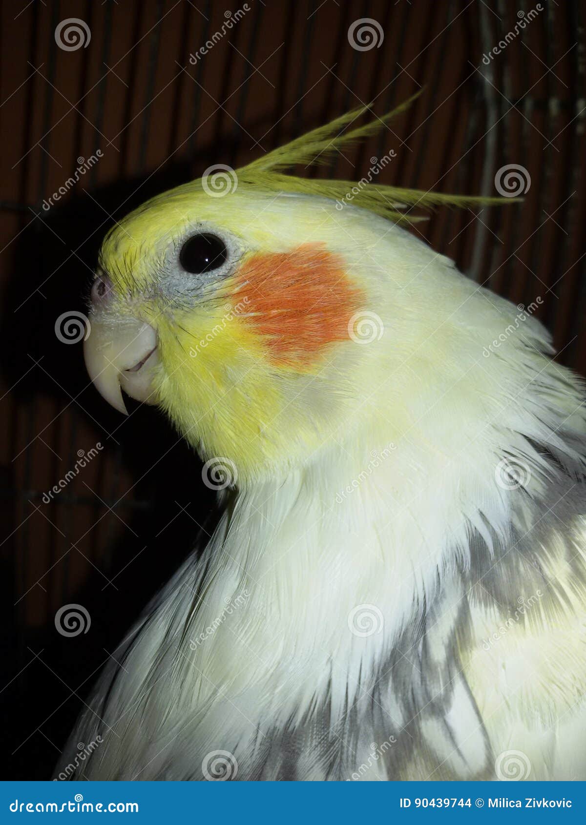 Parrot stock photo. Image of love, little, yellow, nimfa - 90439744