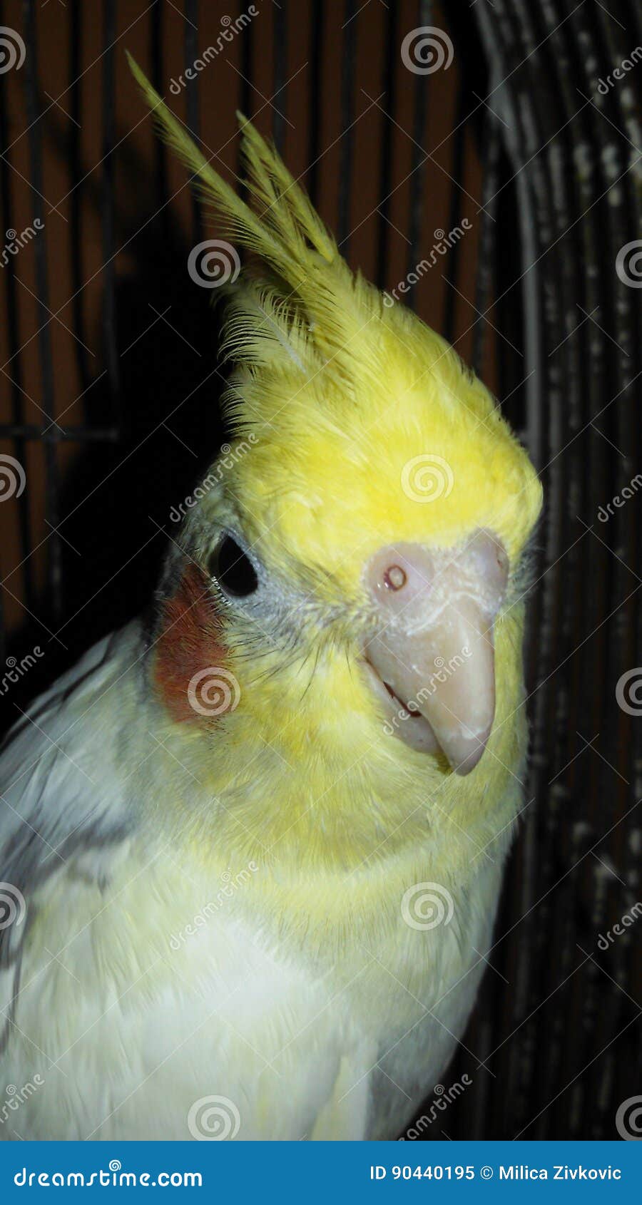 Parrot stock image. Image of parrot, bird, sweet, love - 90440195