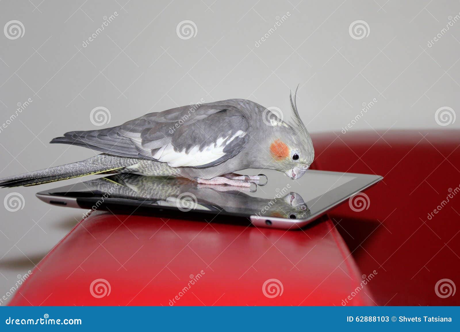 Parrot on the Tablet Device Stock Image - Image of background, mirror ...