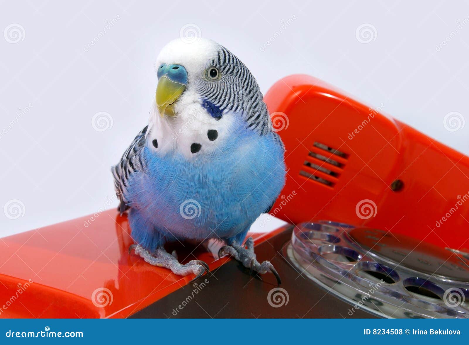 Parrot and telephone stock photo. Image of isolated, white - 8234508