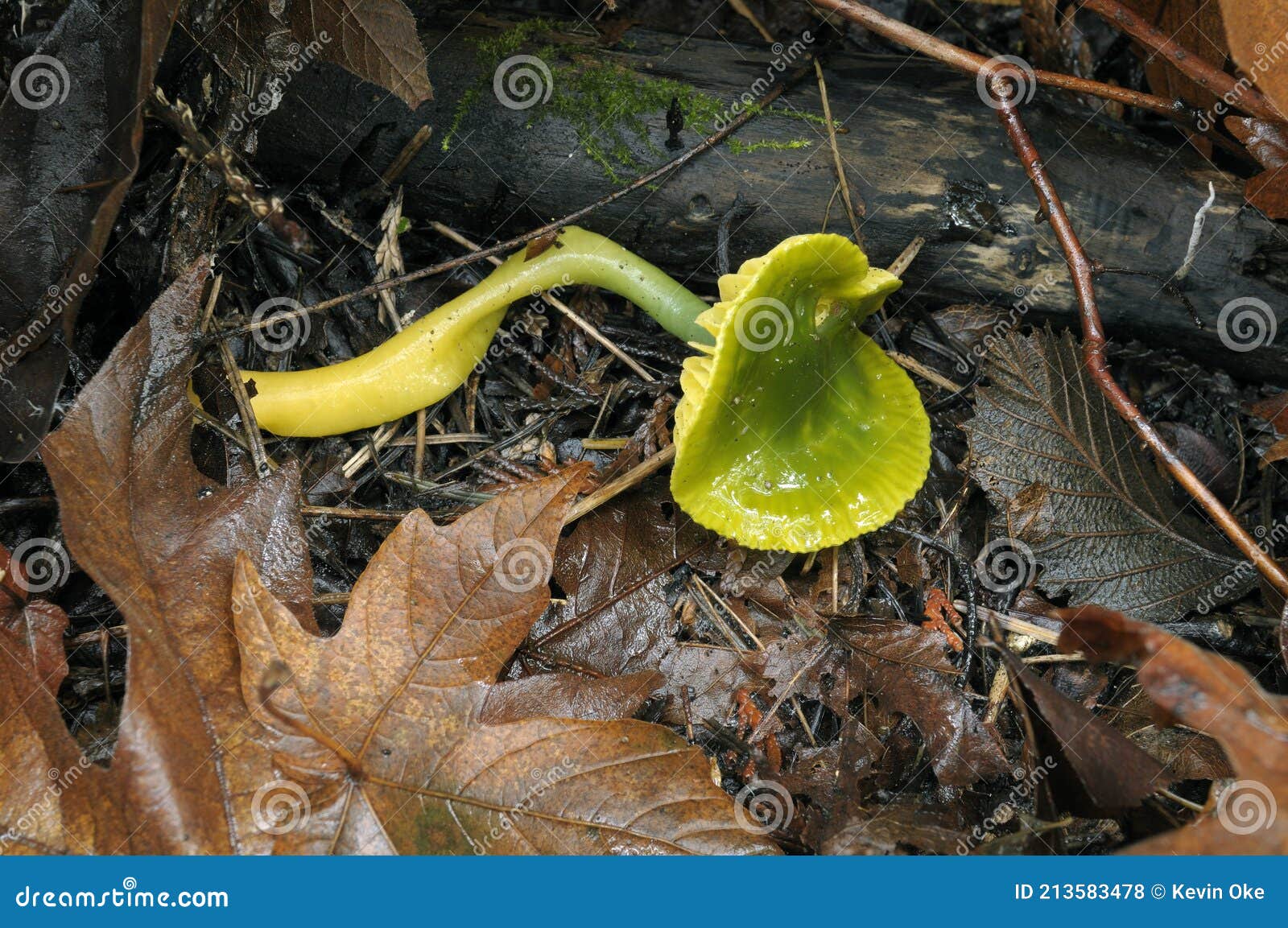 Parrot Toadstool or Parrot Waxcap Hygrocybe Psittacina Stock Photo ...