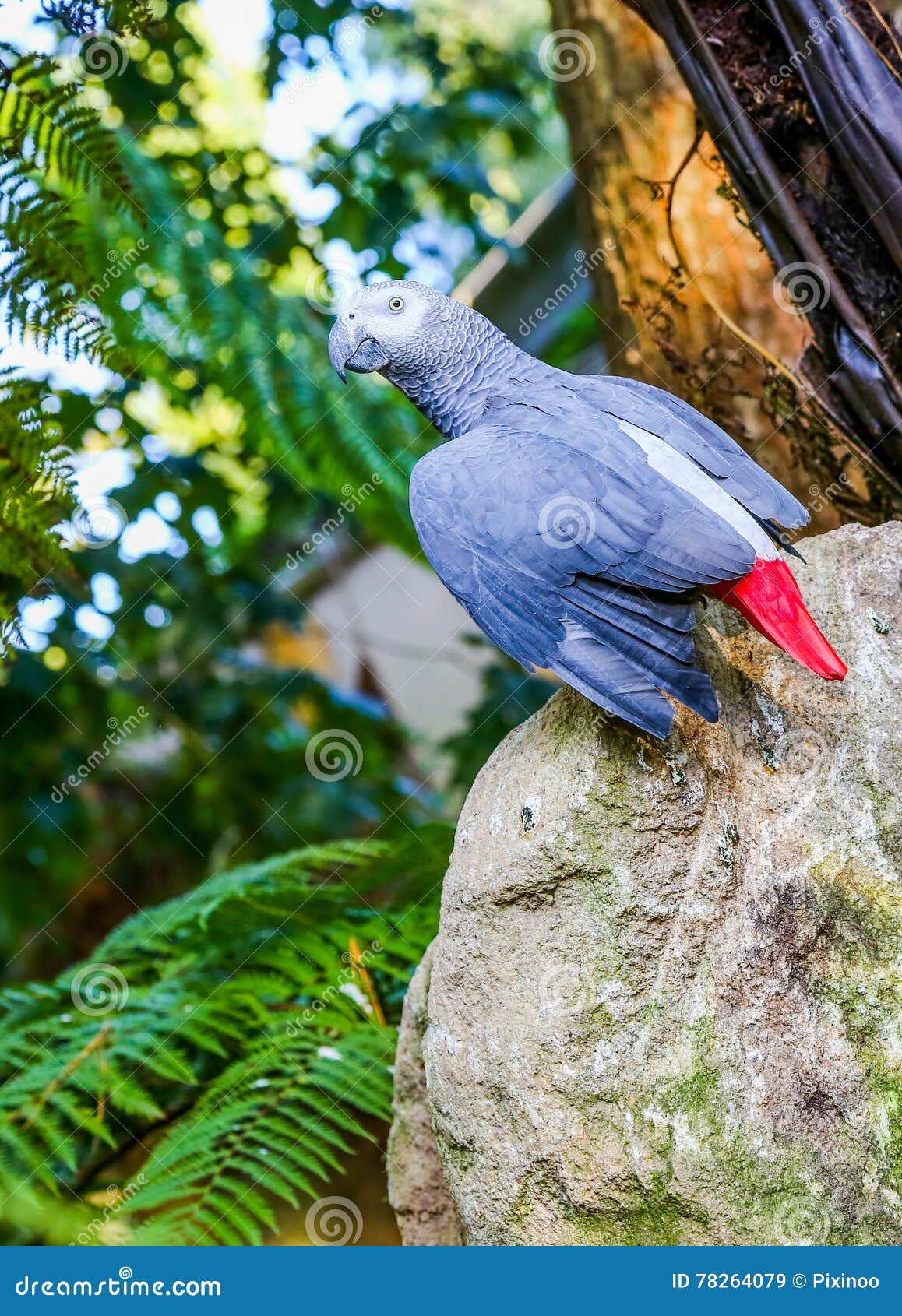 Parrot on top of a rock stock image. Image of animal - 78264079
