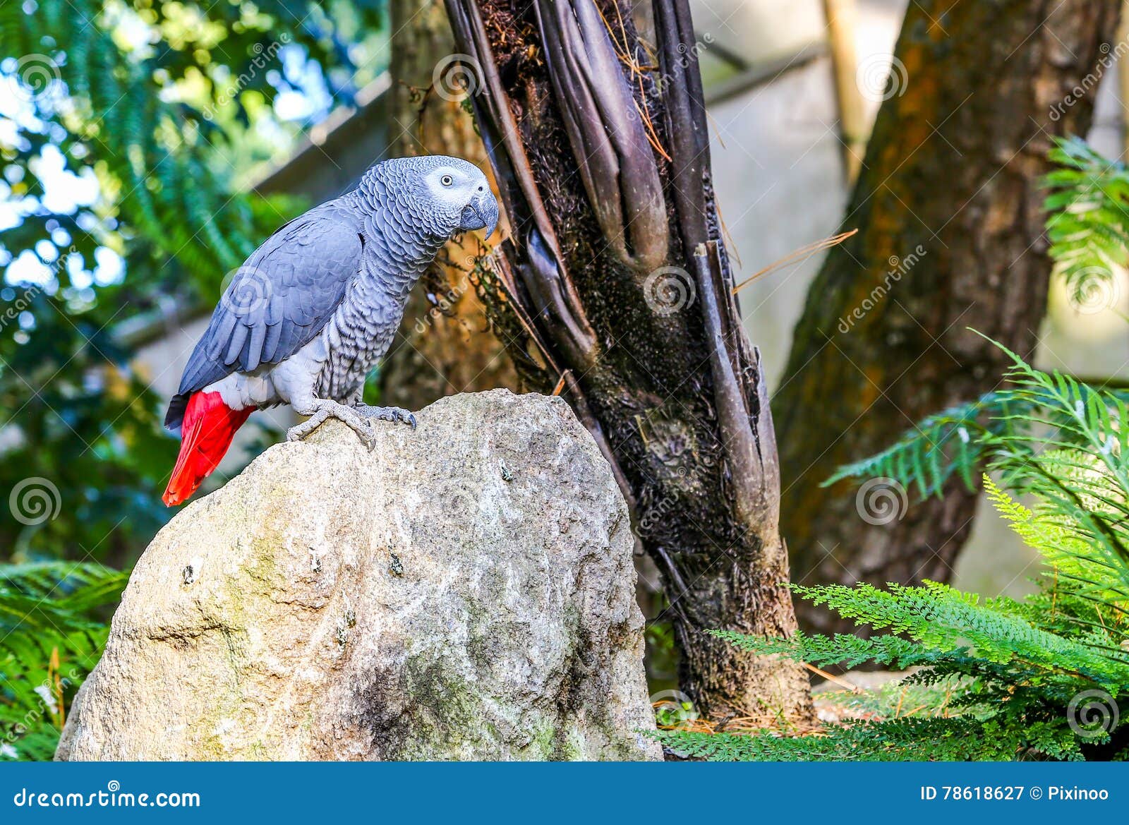 Parrot on top of a rock stock image. Image of light, color - 78618627