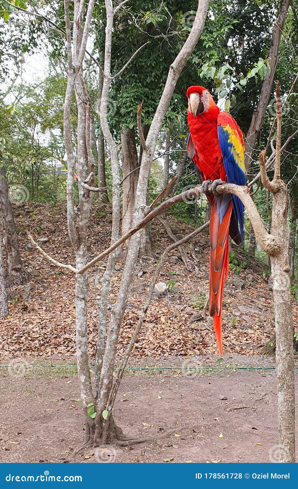 Parrot on the tree stock photo. Image of wildlife, parrot - 178561728