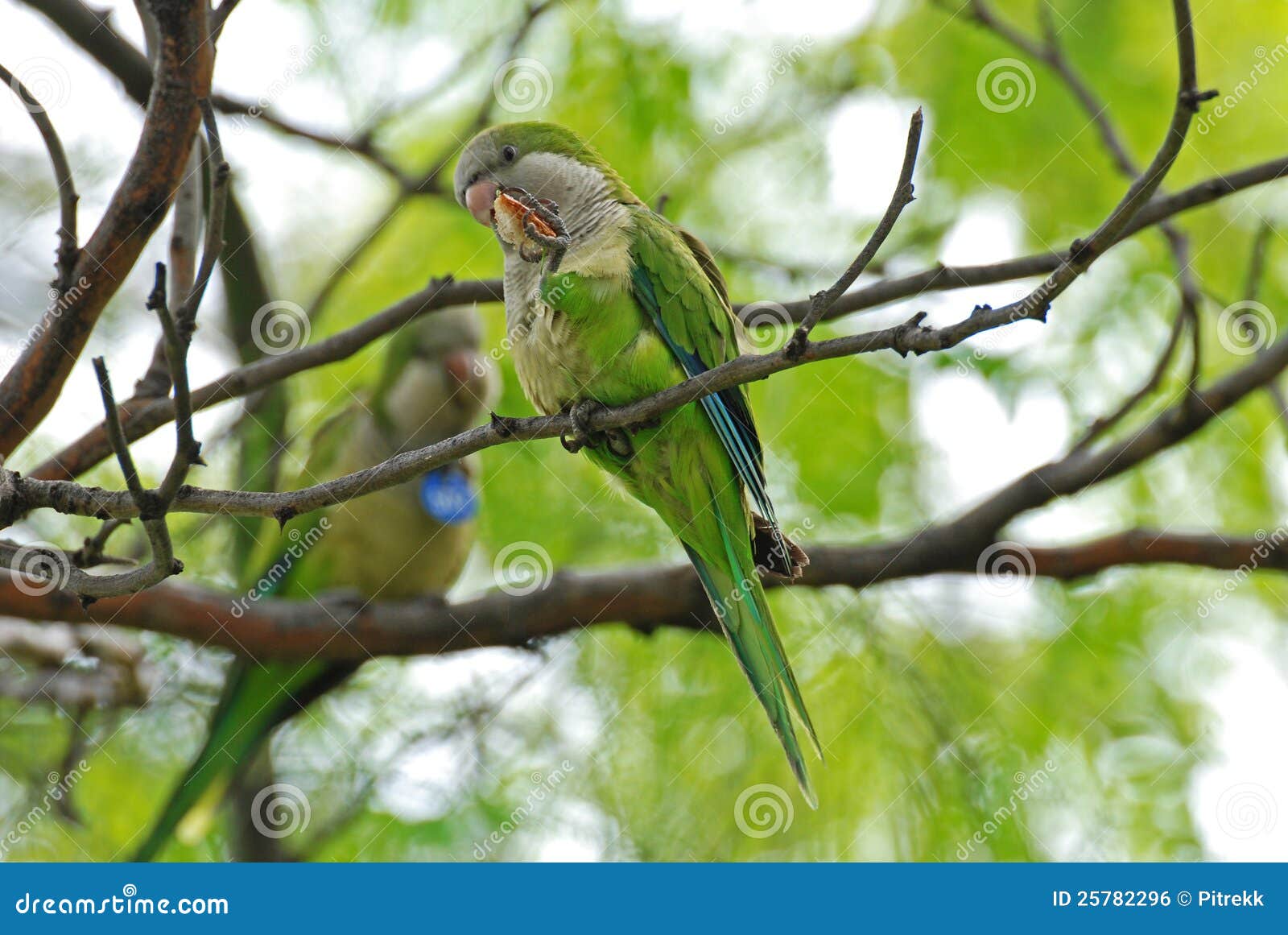 Parrot on a tree stock photo. Image of spain, beautiful - 25782296