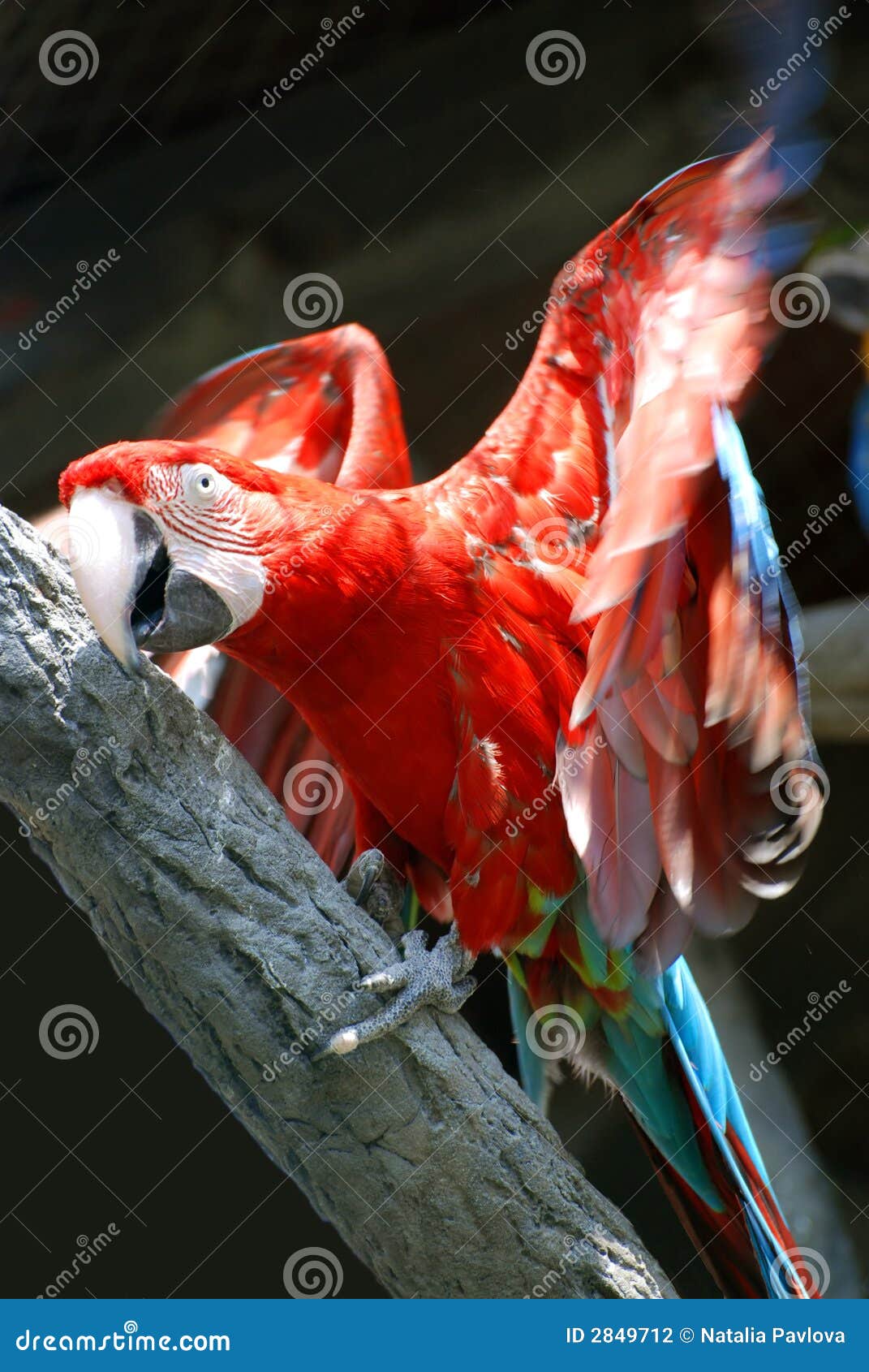 Parrot on the tree stock photo. Image of black, orange - 2849712